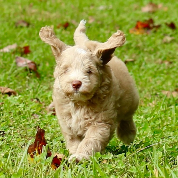 About The Breed - Royal Australian Labradoodles