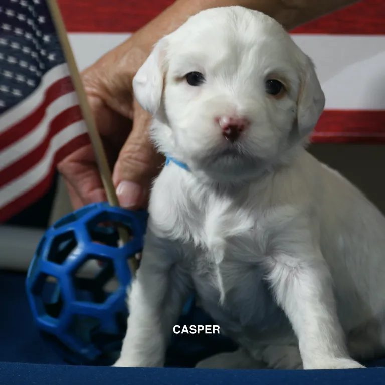 CASPER-a - Royal Australian Labradoodles