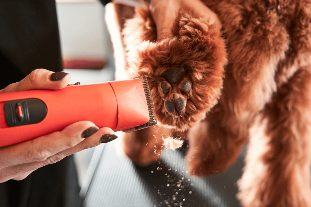Mastering The Art Of Grooming Your Australian Labradoodle