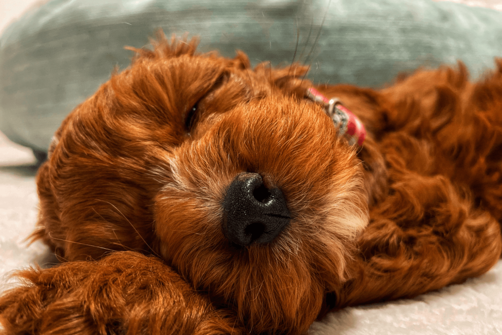 Mastering The Art Of Grooming Your Australian Labradoodle