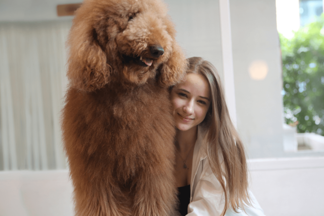 Mastering The Art Of Grooming Your Australian Labradoodle