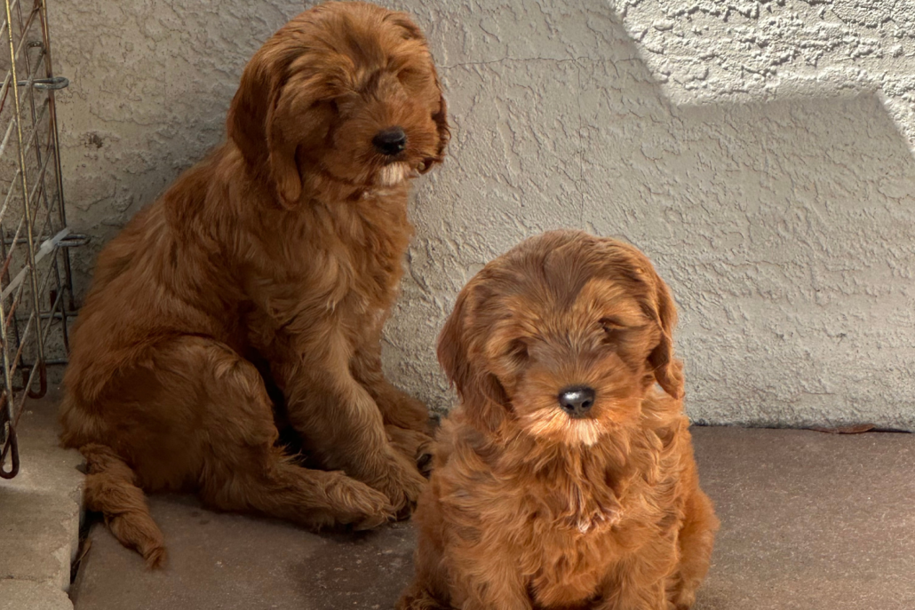 Fun And Games: Essential Activities For Your Australian Labradoodle's ...