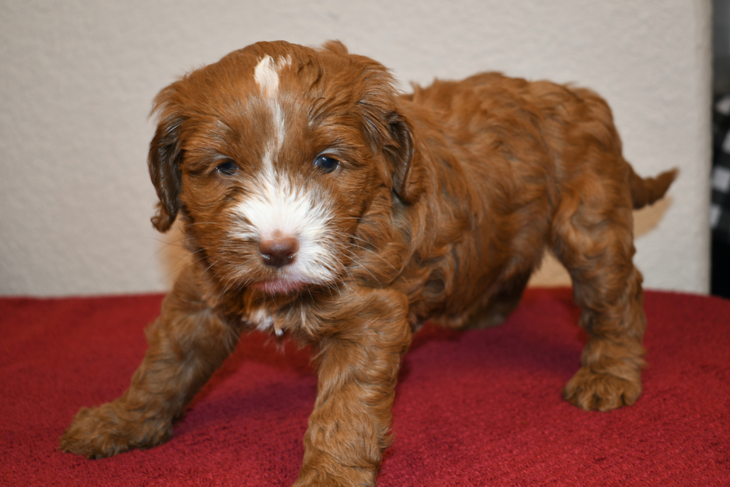Petite Companions: The World Of Mini Australian Labradoodles - Royal ...